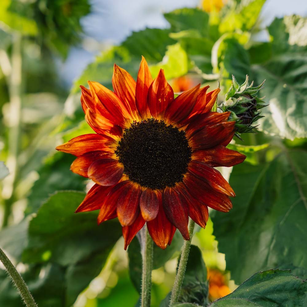 Sonnenblume Velvet Queen