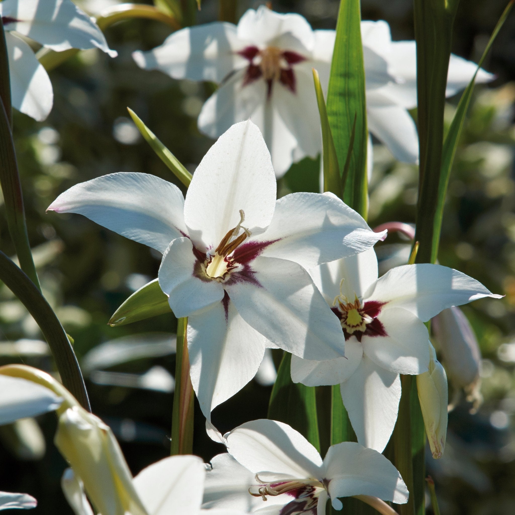 Gladiole 'Callianthus' | Kaufen Sie hier