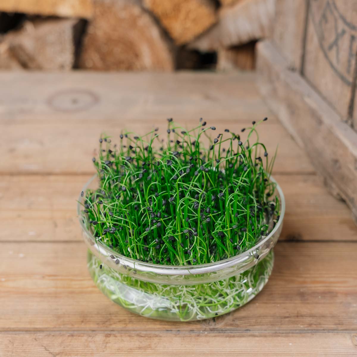 Microgreen Samen 'Chinese Chives' | Kräutersamen | Nur 5,5