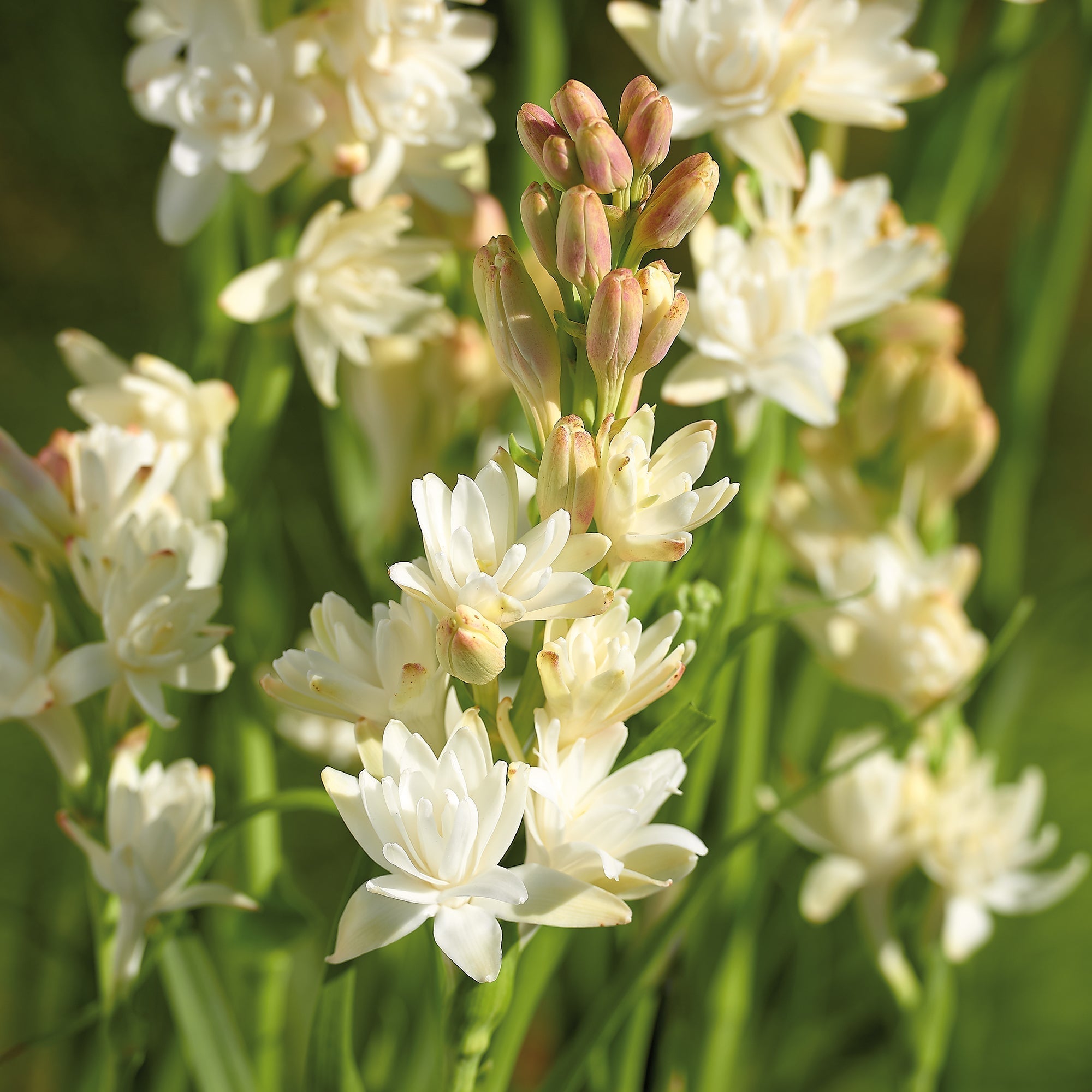 Tuberose, Polianthes tuberosa | Mengenrabatt und Keimgarantie - Jetzt ...